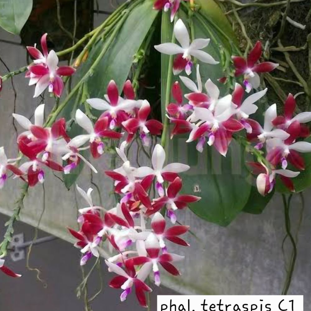 Phalaenopsis tetraspis C1 - www.anniesexoticorchids.com.au