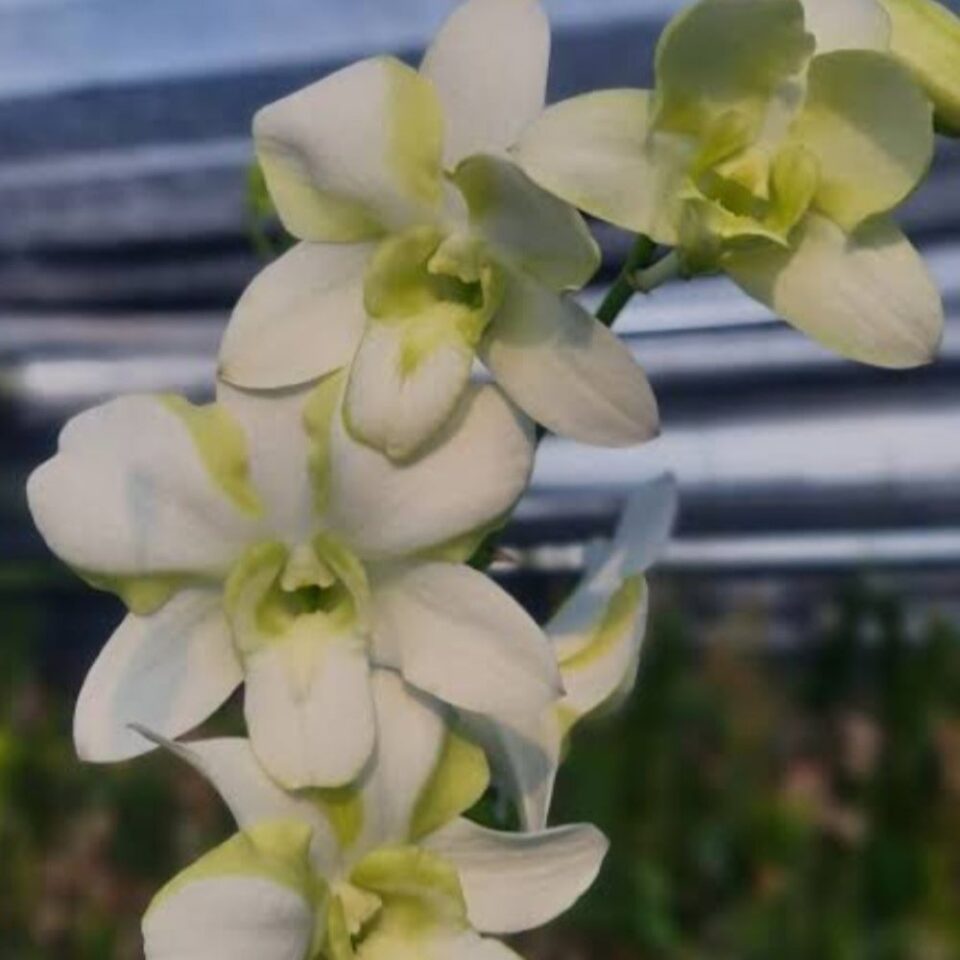 Dendrobium erawan green - www.anniesexoticorchids.com.au