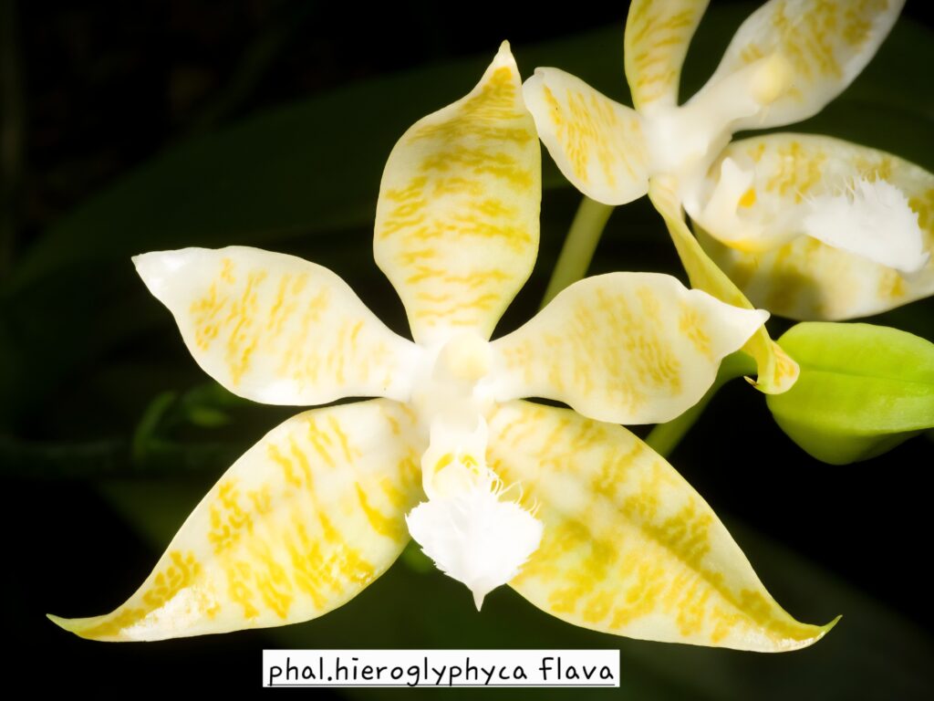 Phalaenopsis Orchids For Sale - Annie's Exotic Orchids - Buy Online