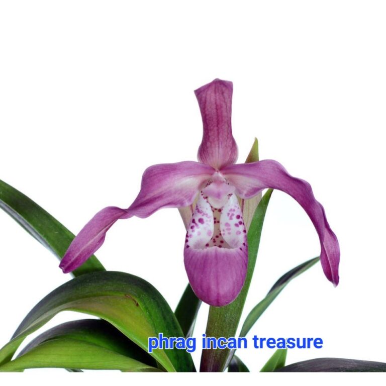 Phragmipedium incan treasure - www.anniesexoticorchids.com.au